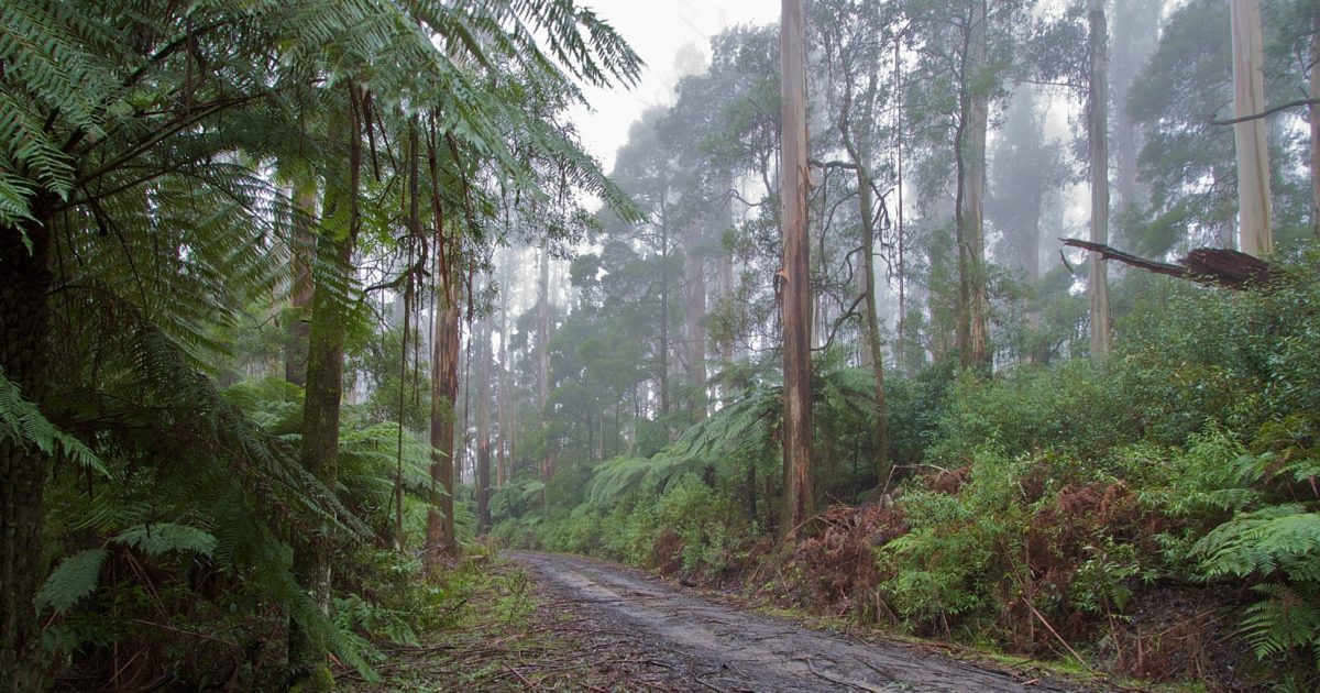 Tyers Junction Rail Trail | Visit Gippsland