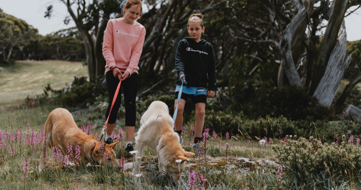 Mt Baw Baw: Adventures All Year | Visit Gippsland