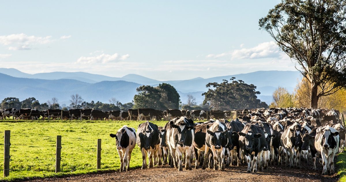 Maffra Travel Guide: Where to Eat, Stay and Play | Visit Gippsland