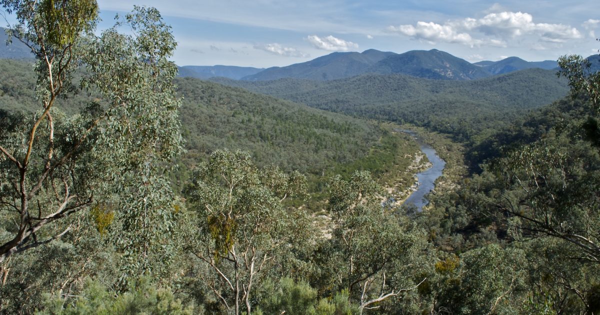 Tulloch Ard Lookout Walk | Visit Gippsland