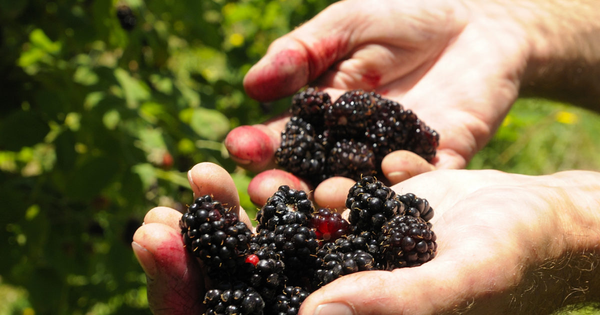 Farm Gate: Fleming Berries | Visit Gippsland